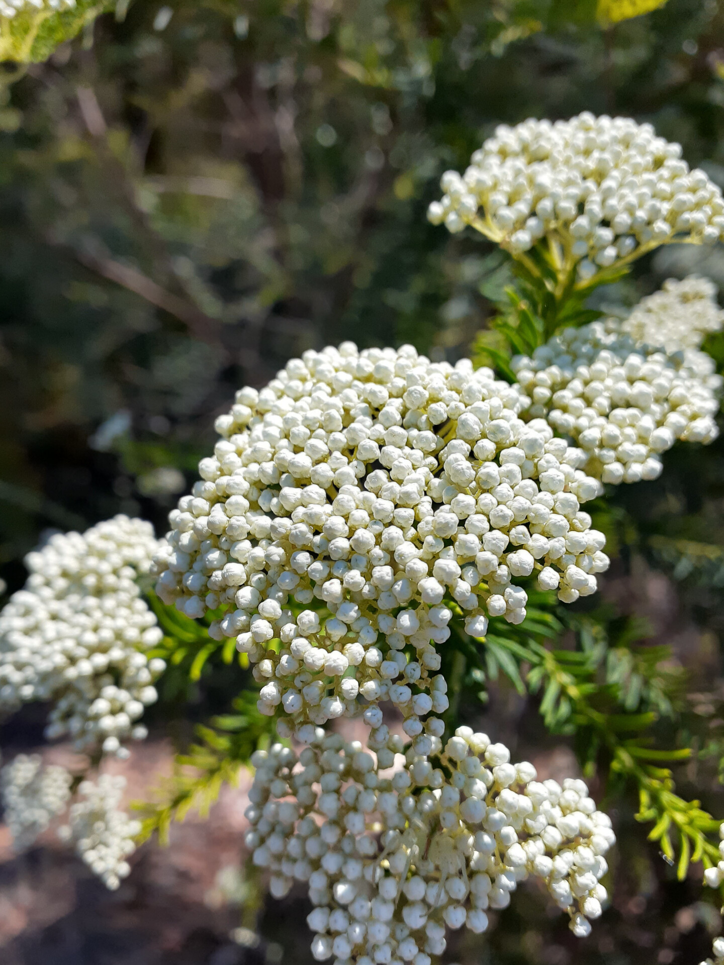 Rice flower, Sago bush – Australian Plants