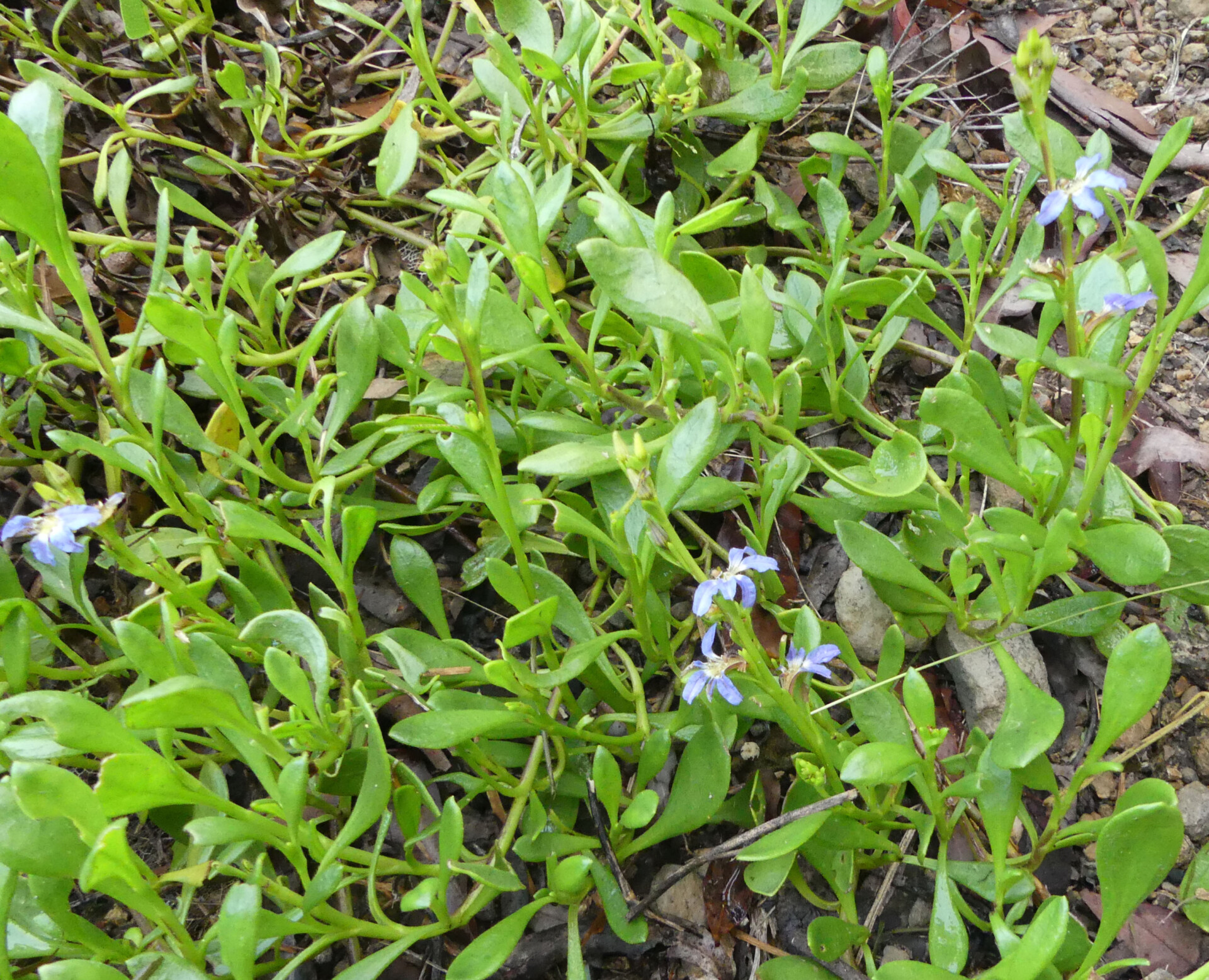 Beach fan flower, Dune fan flower – Australian Plants