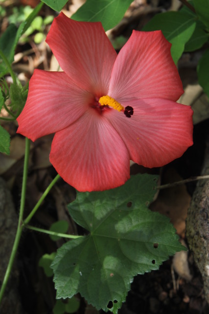 Musk mallow – Australian Plants
