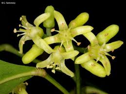 Beach Acronychia, Fraser Island apple – Australian Plants