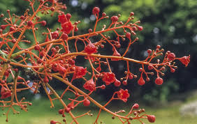 Flame tree – Australian Plants