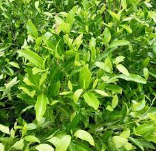 Beach Acronychia, Fraser Island apple – Australian Plants