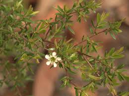 White’s tea tree – Australian Plants