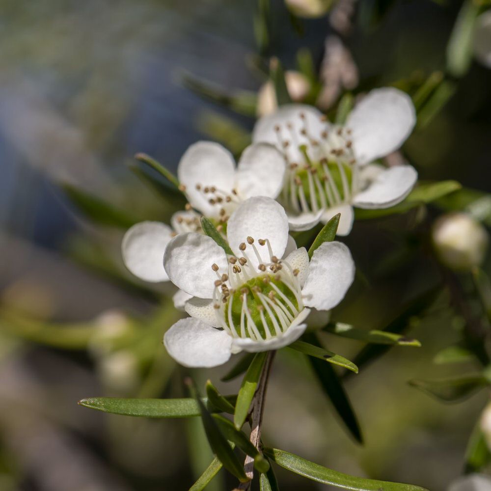 White’s tea tree – Australian Plants