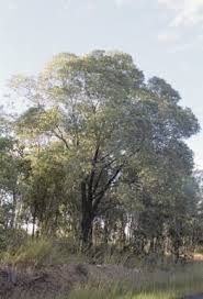 Hickory wattle – Australian Plants