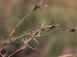 Barbed wire grass – Australian Plants