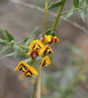 Daviesia – Australian Plants