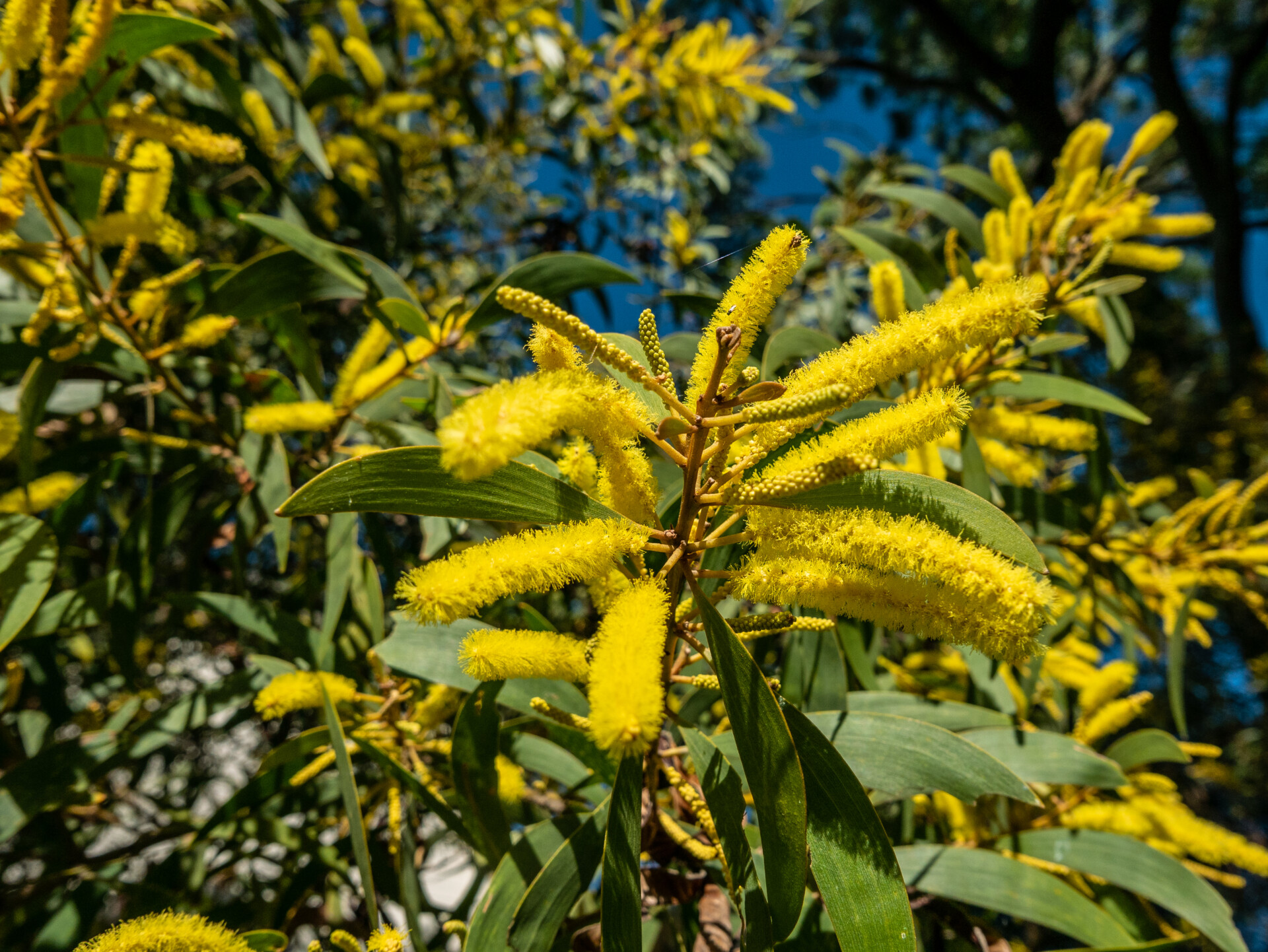 Salwood, Short hickory wattle – Australian Plants