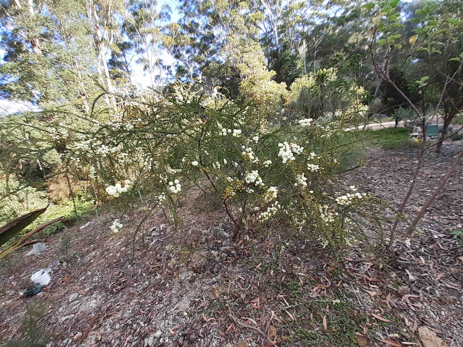 Prickly wattle, Yellow prickly moses – Australian Plants