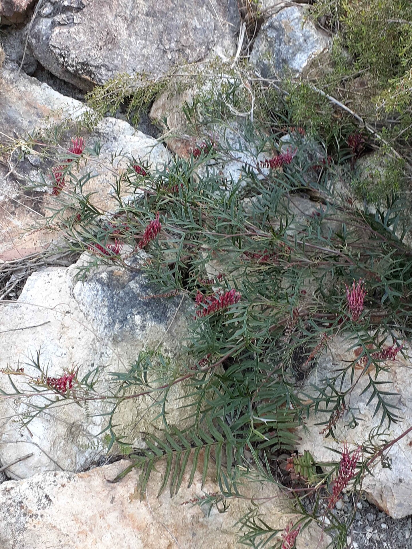 Grevillea ‘Bronze Rambler’ – Australian Plants