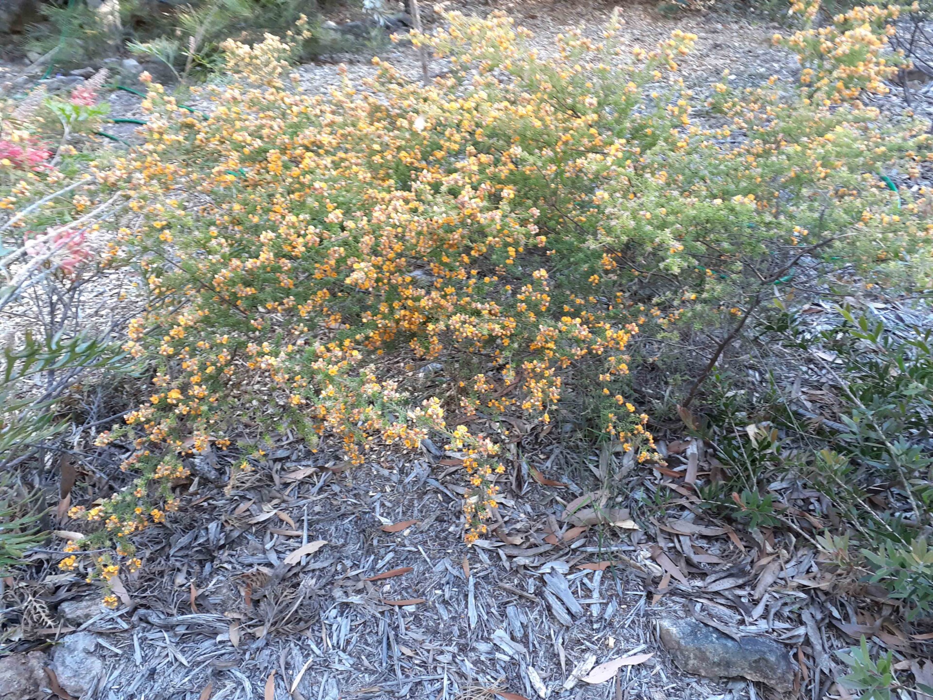 Hairy bush pea – Australian Plants