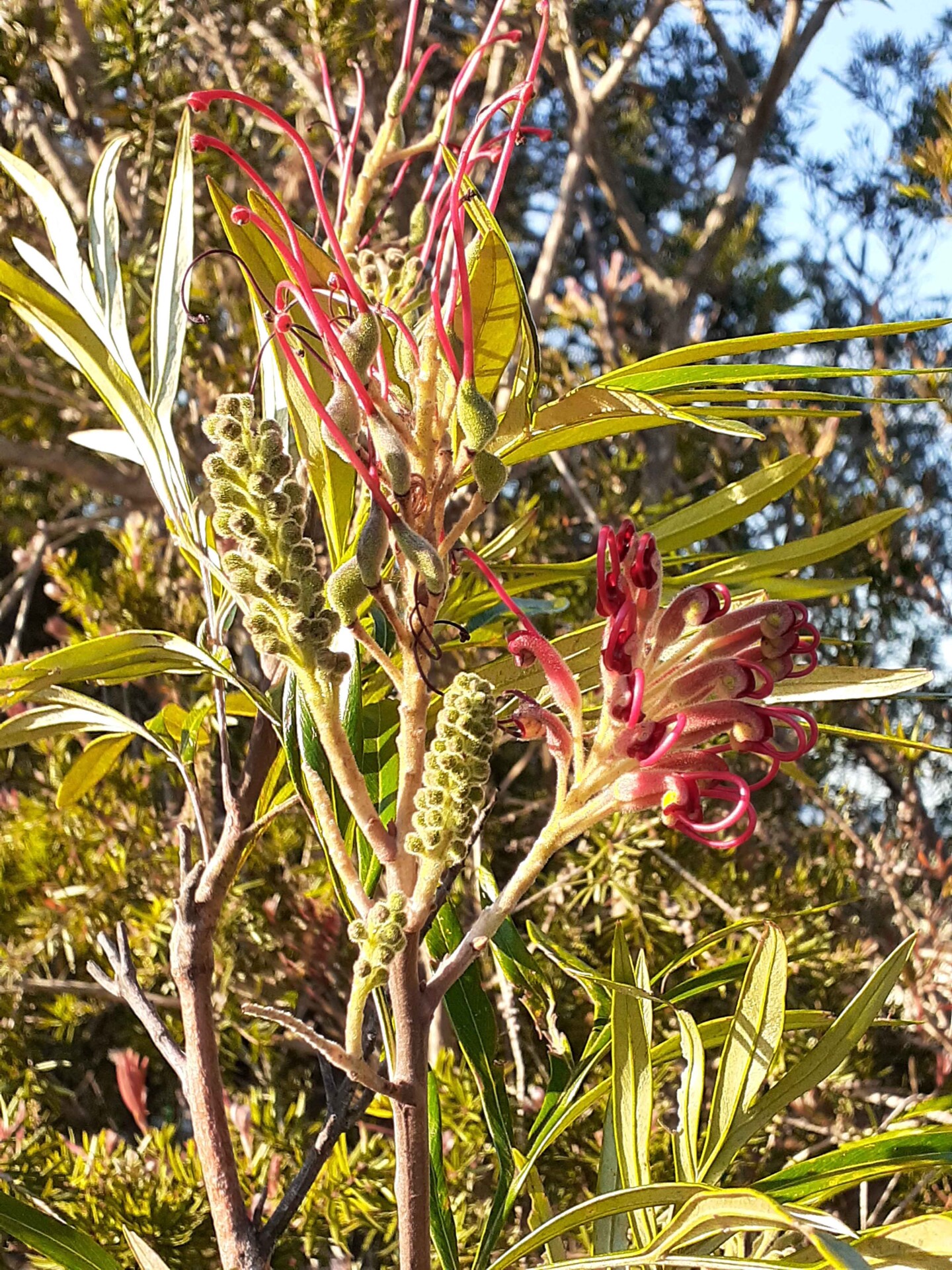 Red grevillea – Australian Plants