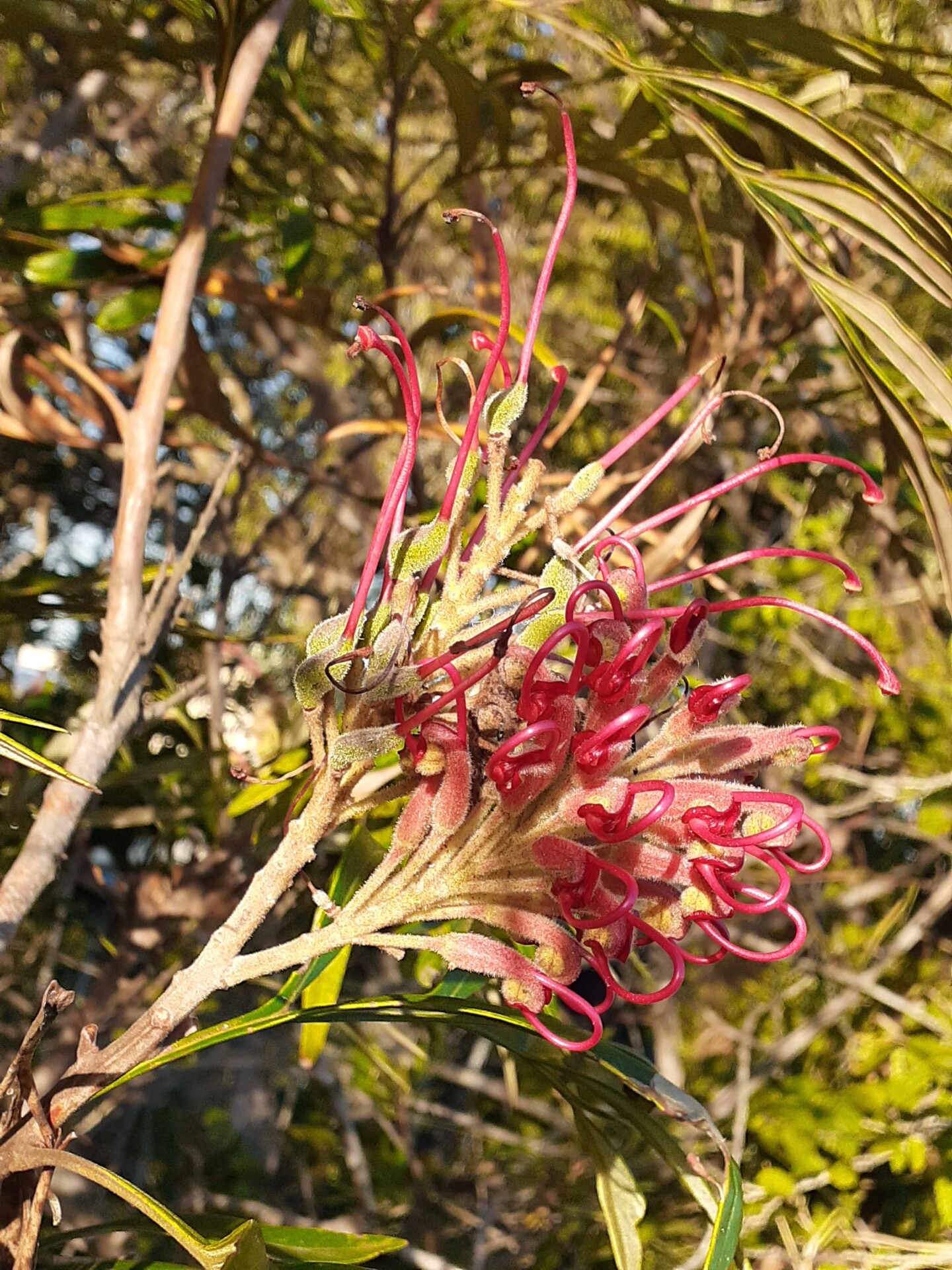 Red grevillea – Australian Plants