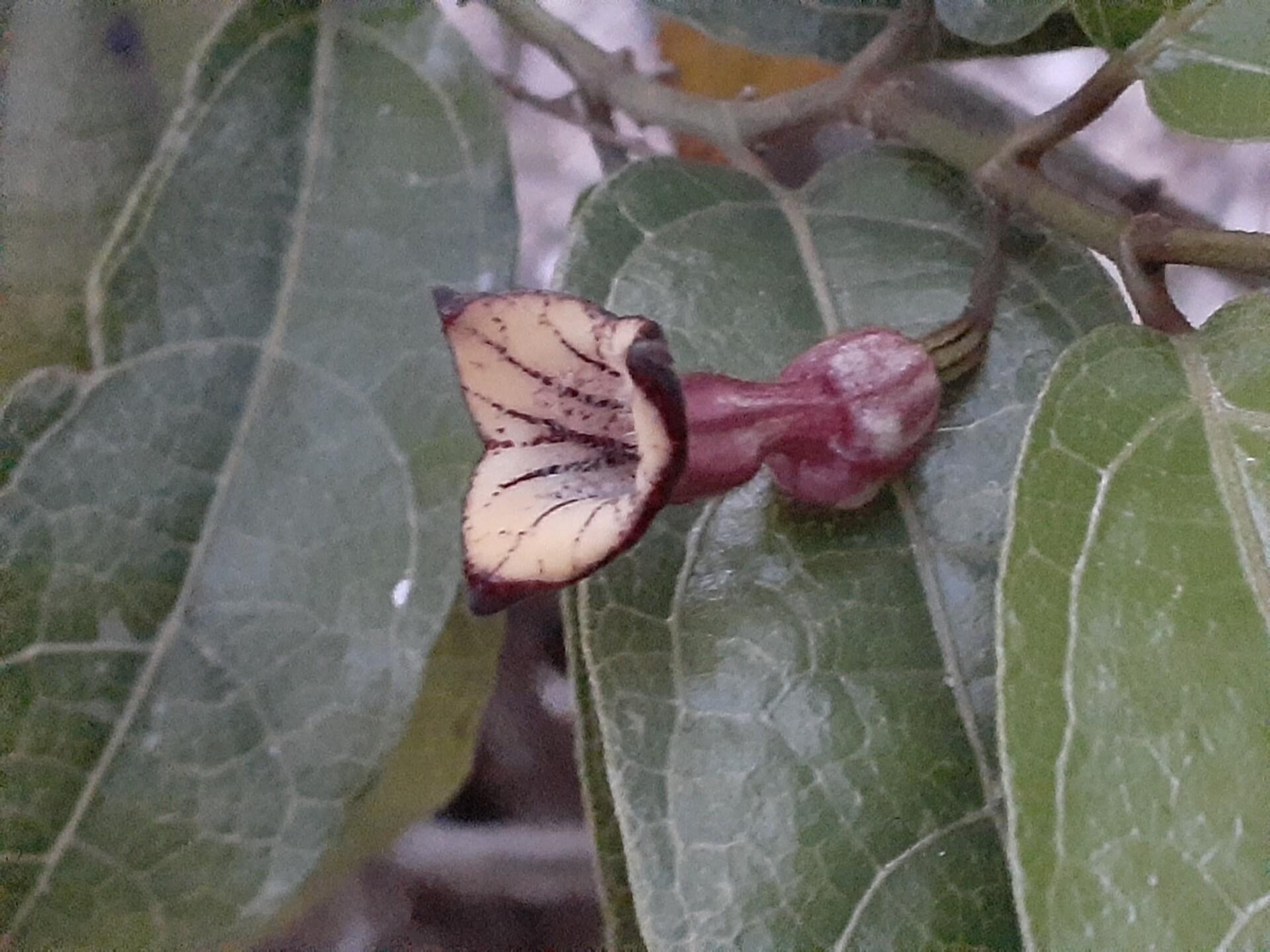 Birdwing butterfly vine – Australian Plants
