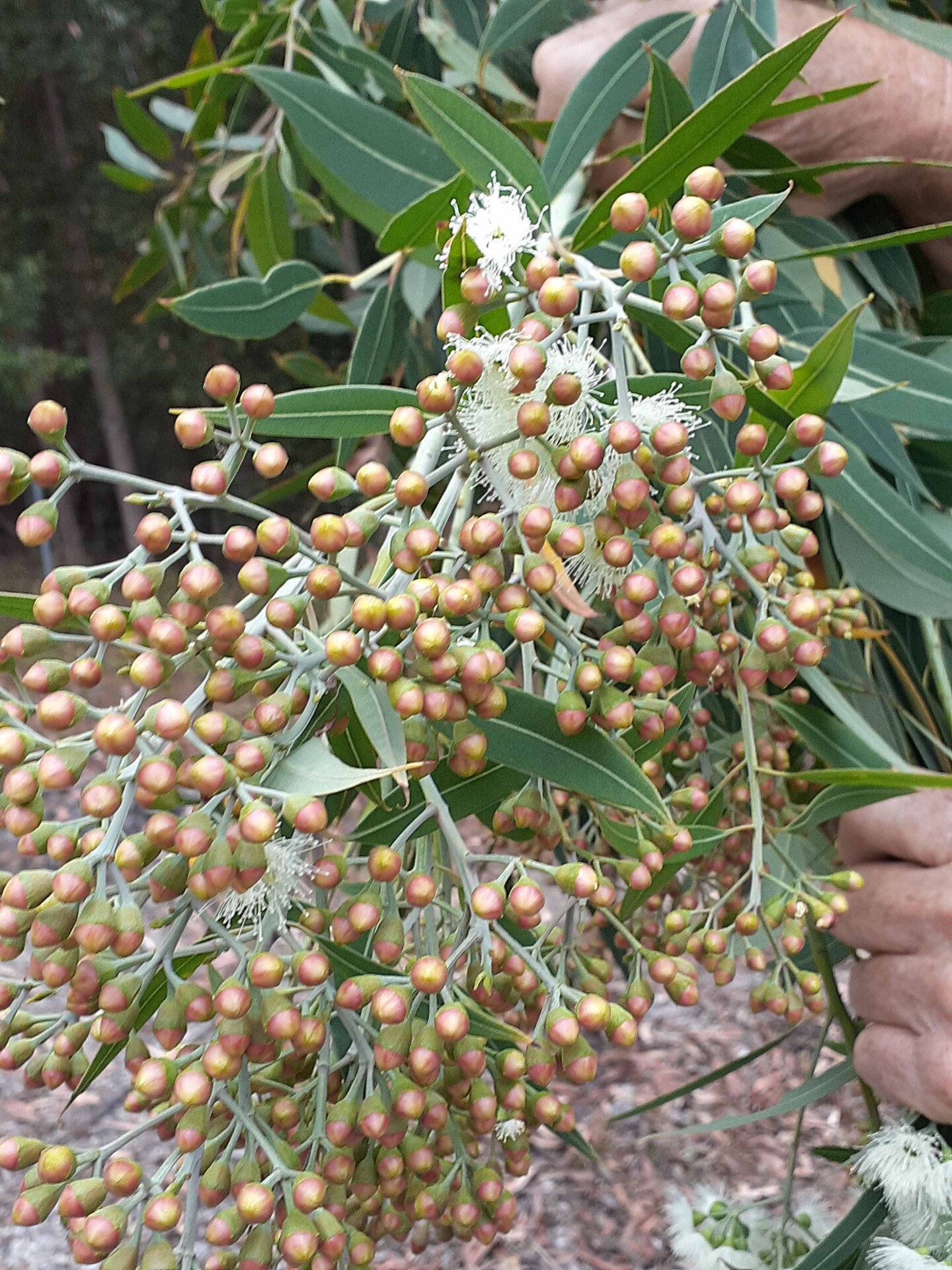 Plunkett mallee – Australian Plants