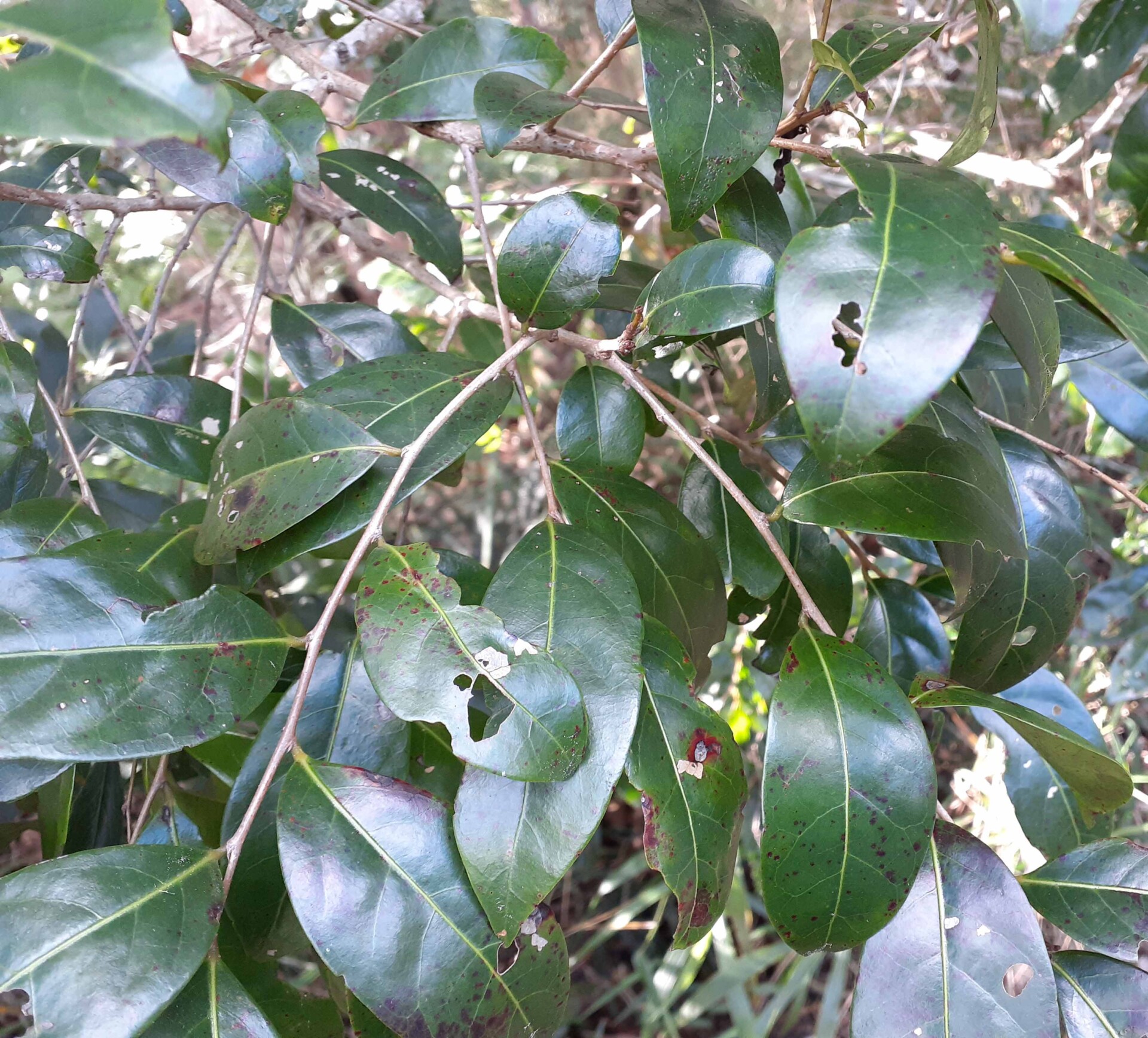 Cheese tree – Australian Plants