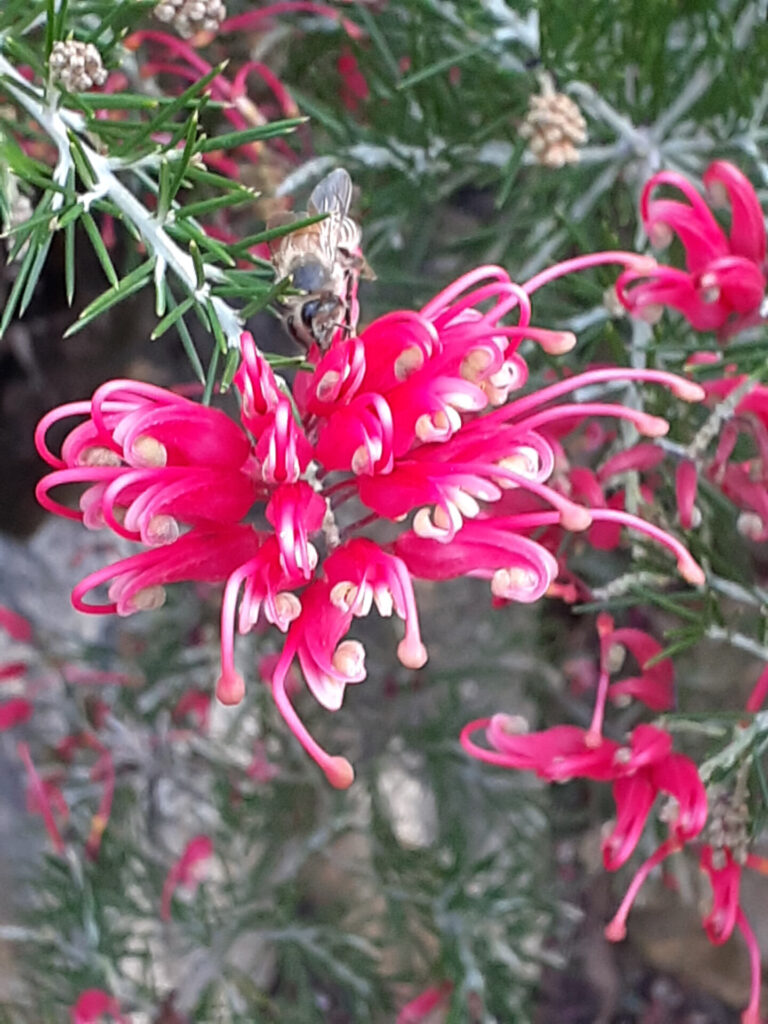 Grevillea rosmarinifolia ‘Scarlet Sprite’ – Australian Plants