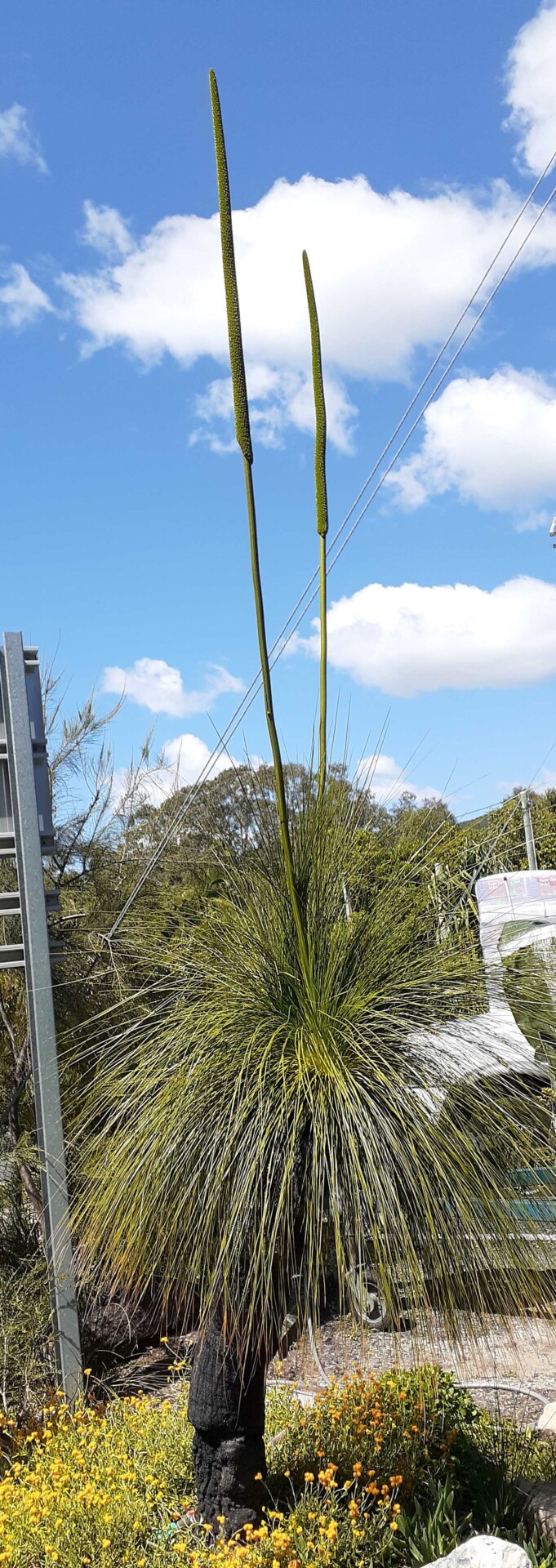 Forest grass tree, Johnson’s grass tree – Australian Plants