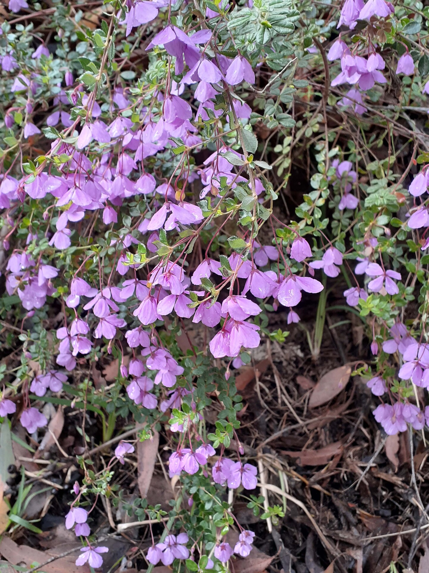 River rose – Australian Plants