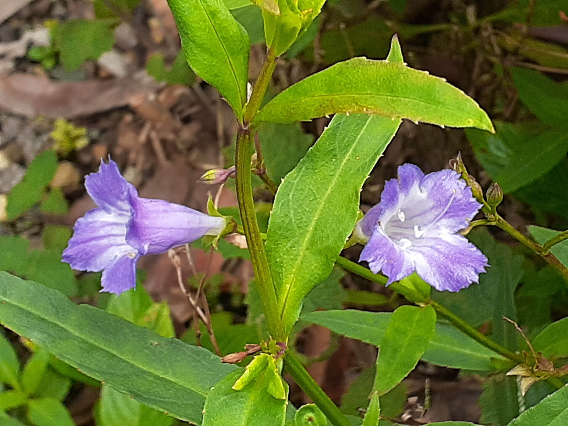 Koala bells, Bearded flower shrub – Australian Plants
