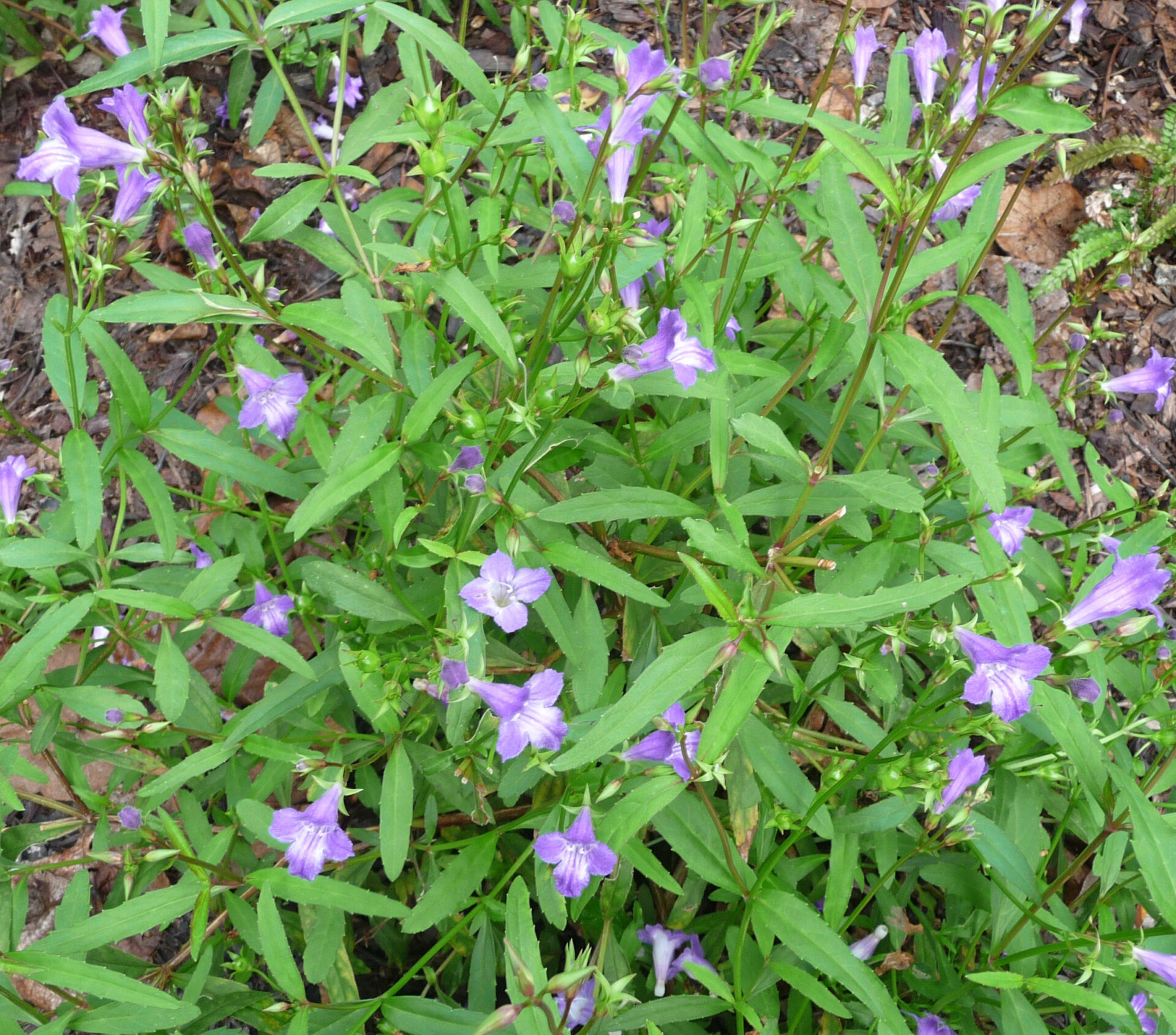 Koala bells, Bearded flower shrub – Australian Plants