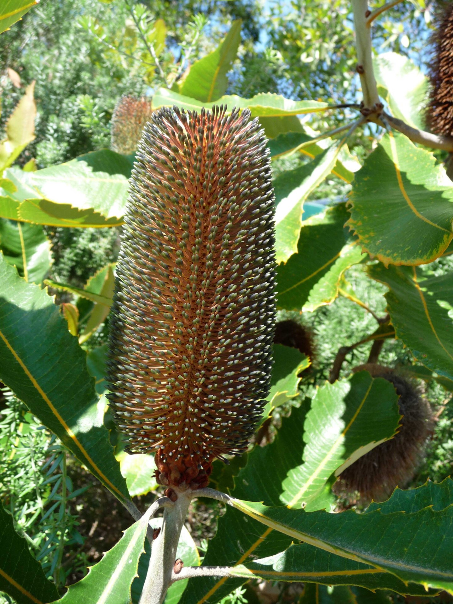 Broad leaved banksia – Australian Plants