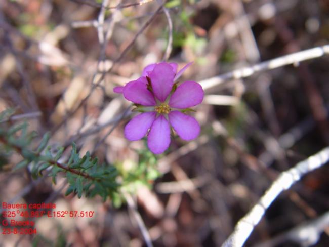 Dog rose, clustered bauera – Australian Plants