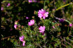Dog rose, clustered bauera – Australian Plants