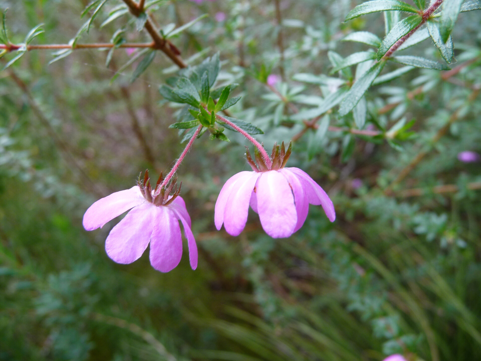 River rose – Australian Plants