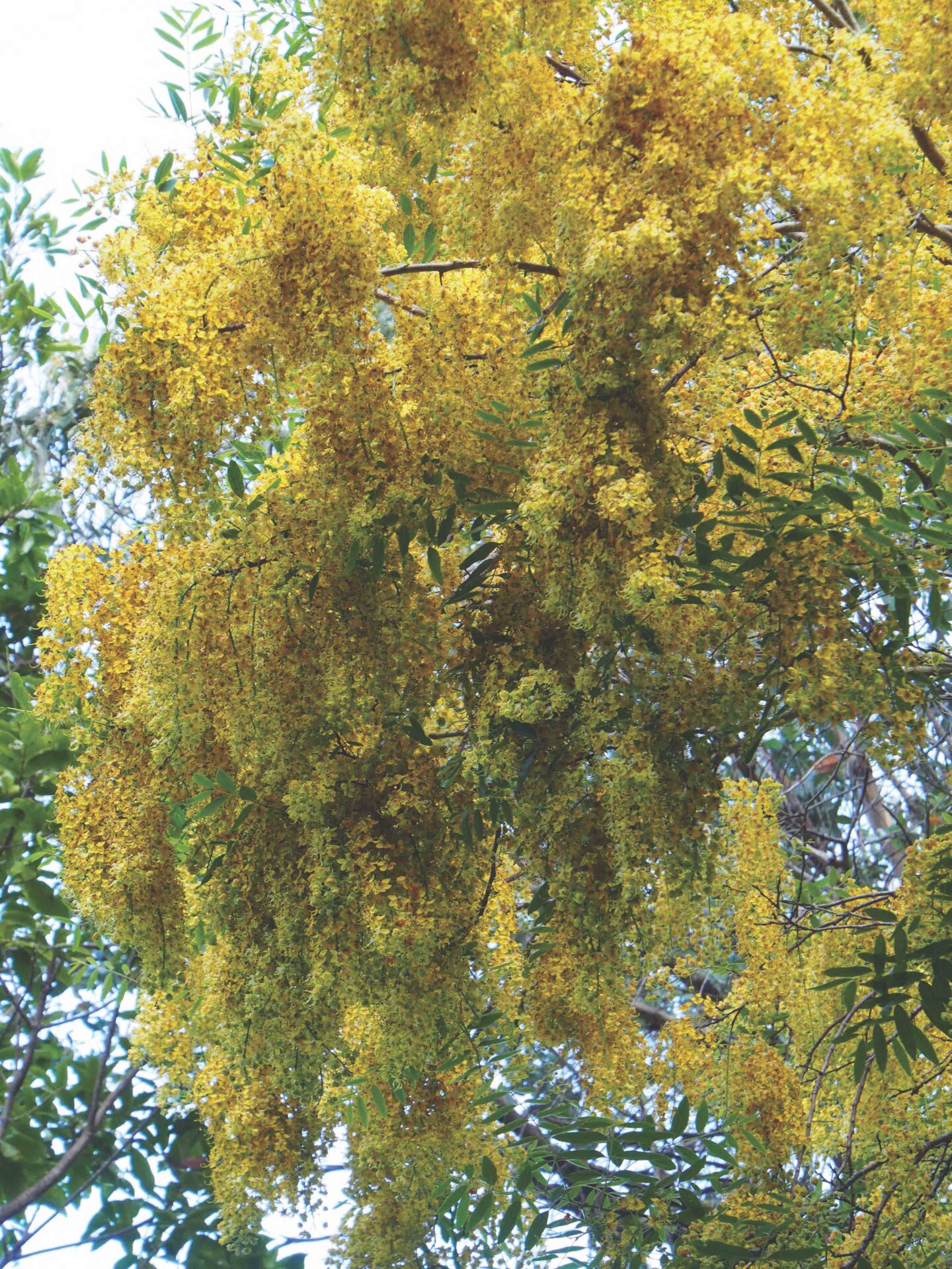 Bean tree, Brewster’s cassia, Leichhardt bean, Cassia pea, Golden ...