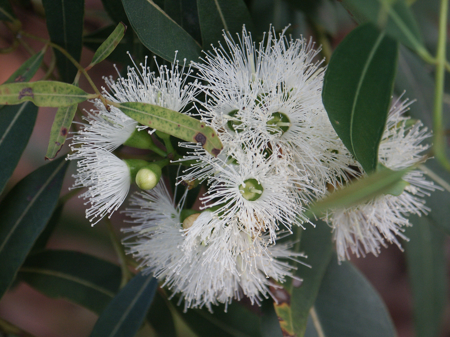 Plunkett mallee – Australian Plants