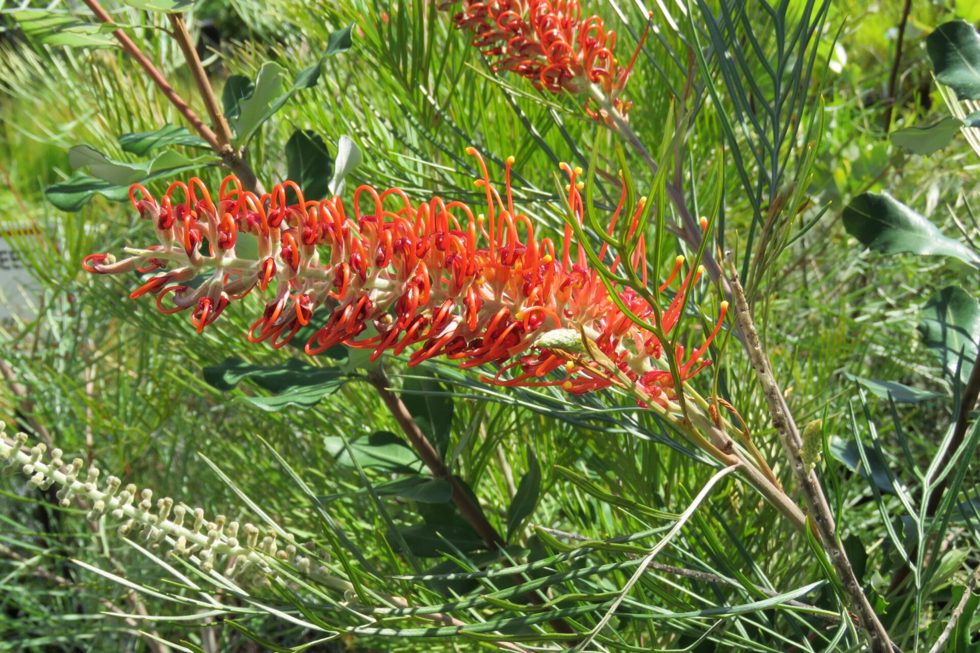 Grevillea ‘Orange Blood’ – Australian Plants