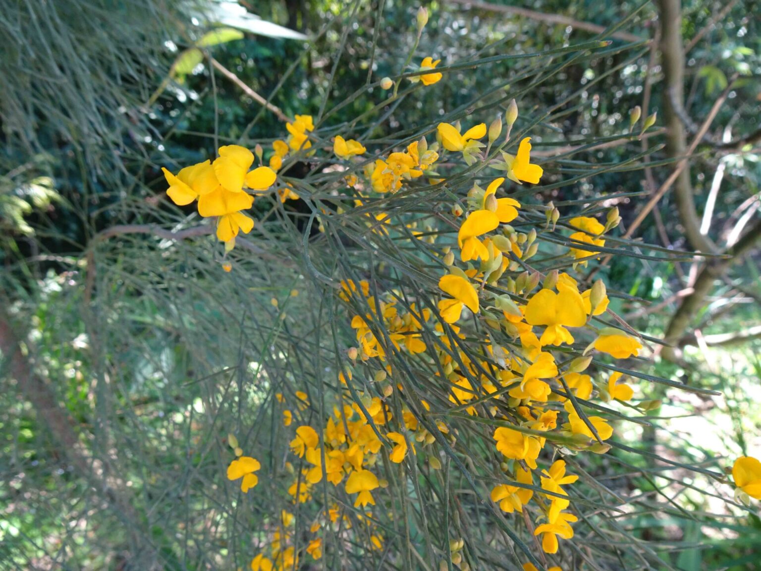 Dogwood, Native broom – Australian Plants