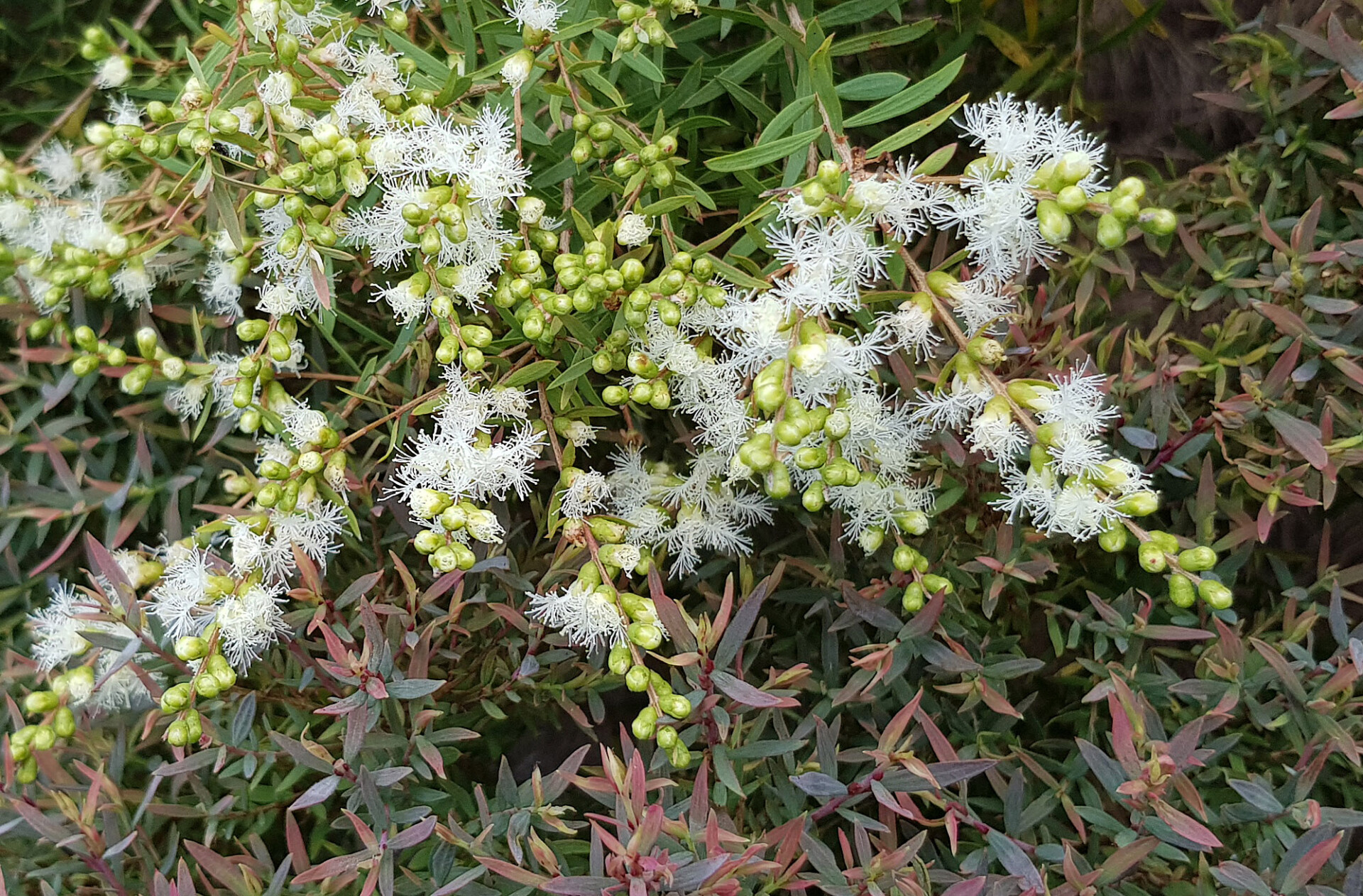 Honey myrtle – Australian Plants