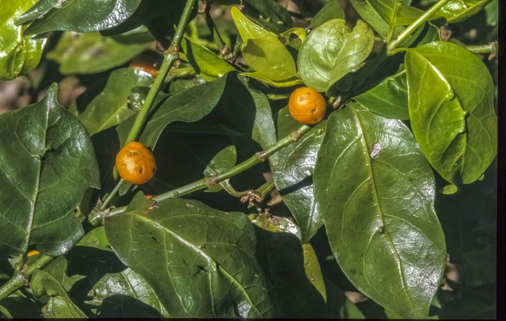 Sweet morinda, Jasmine morinda – Australian Plants