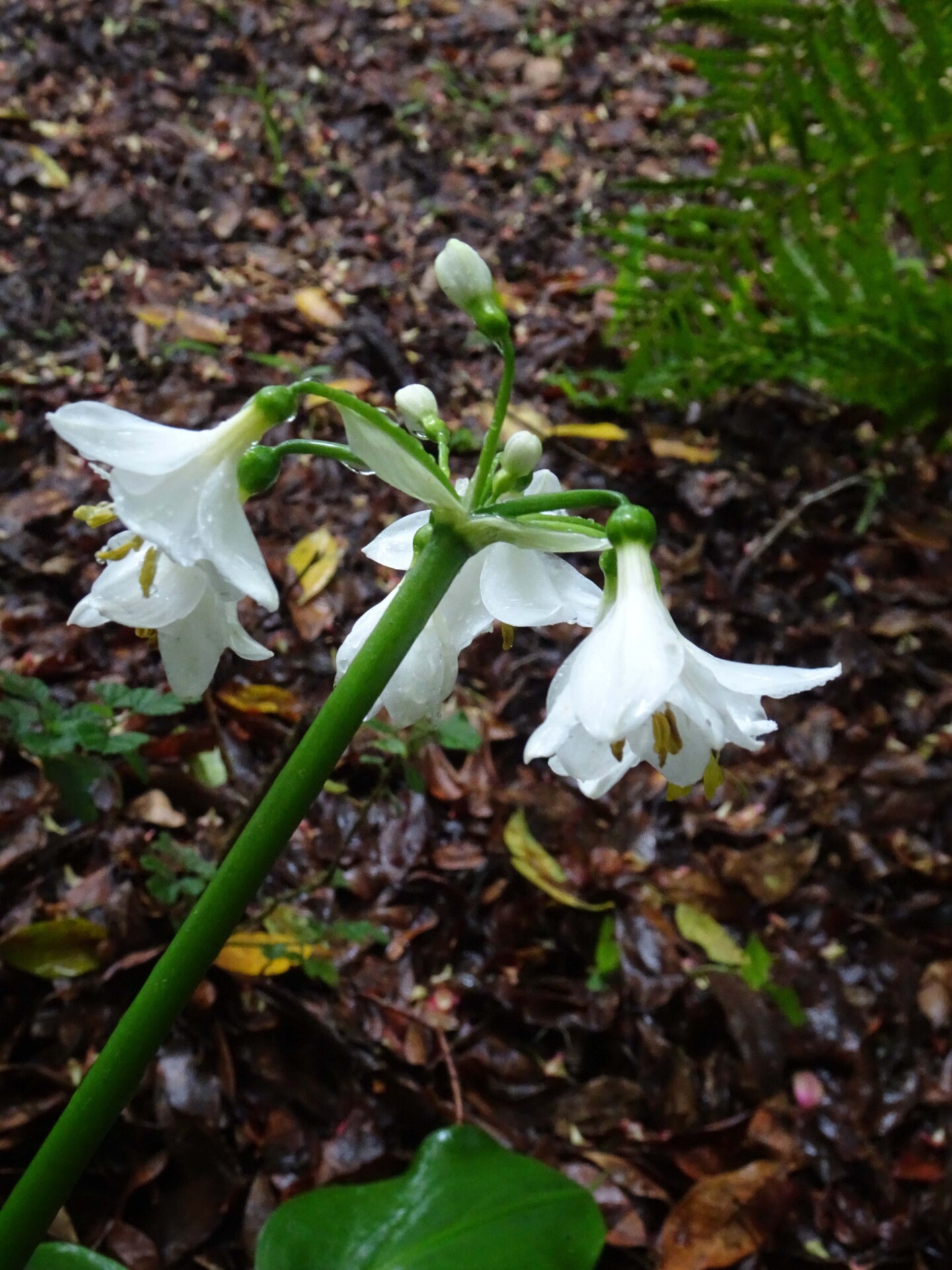 Brisbane lily, Moreton Bay lily – Australian Plants