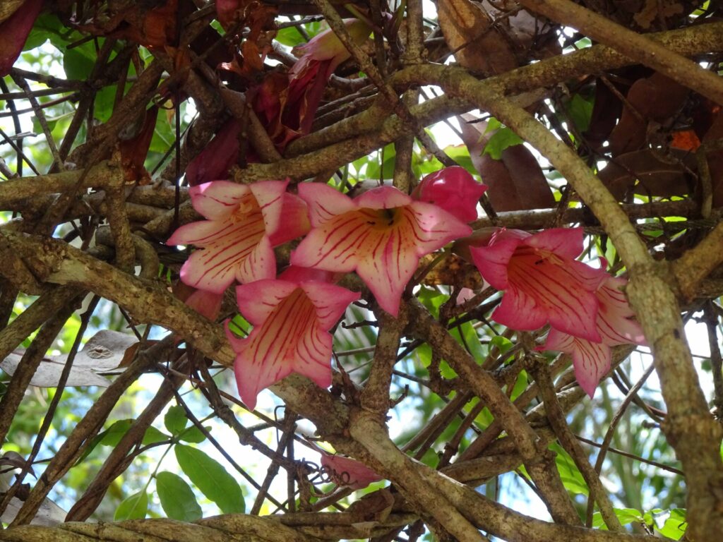 Fraser Island creeper – Australian Plants