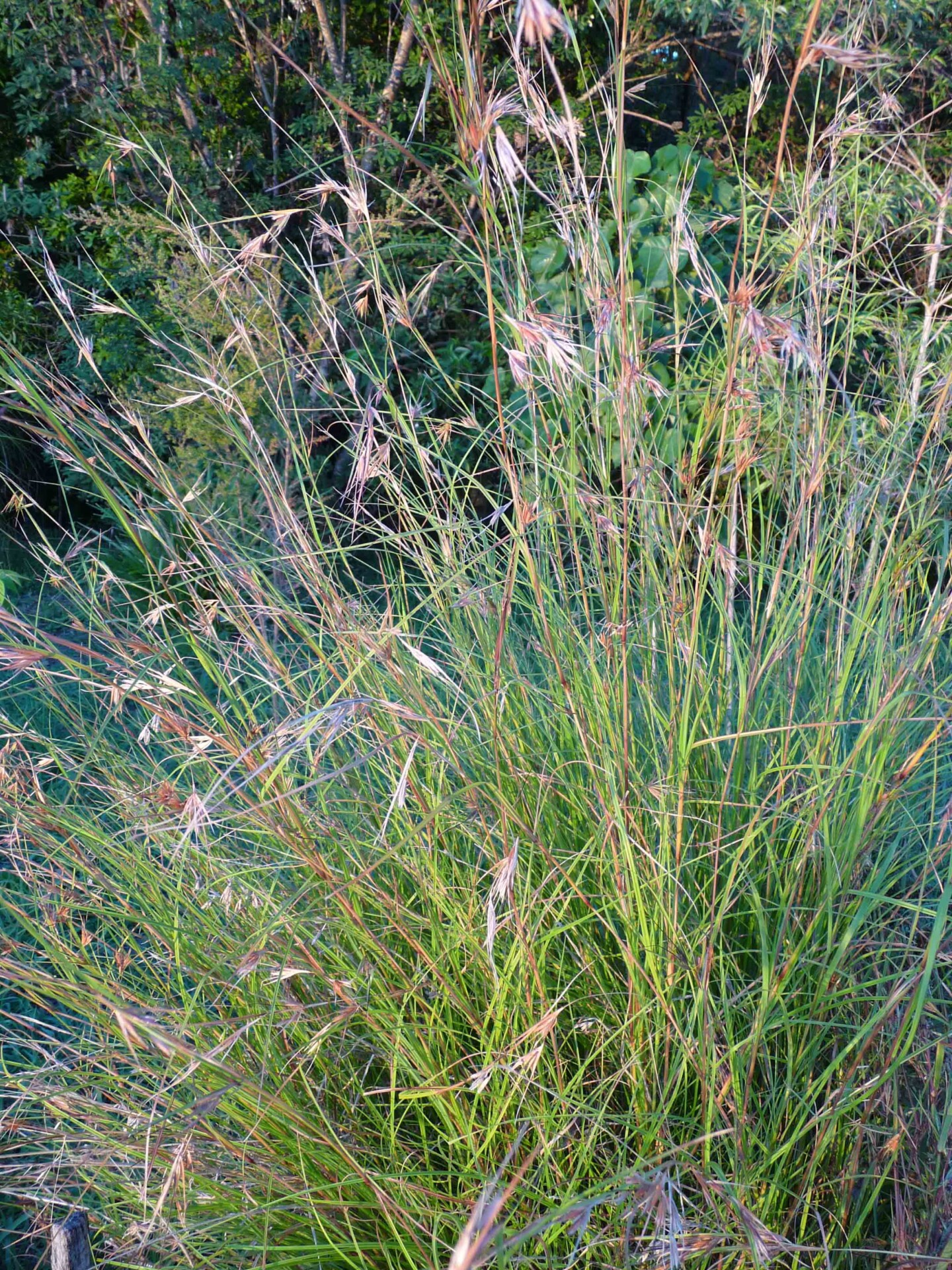 Kangaroo grass – Australian Plants