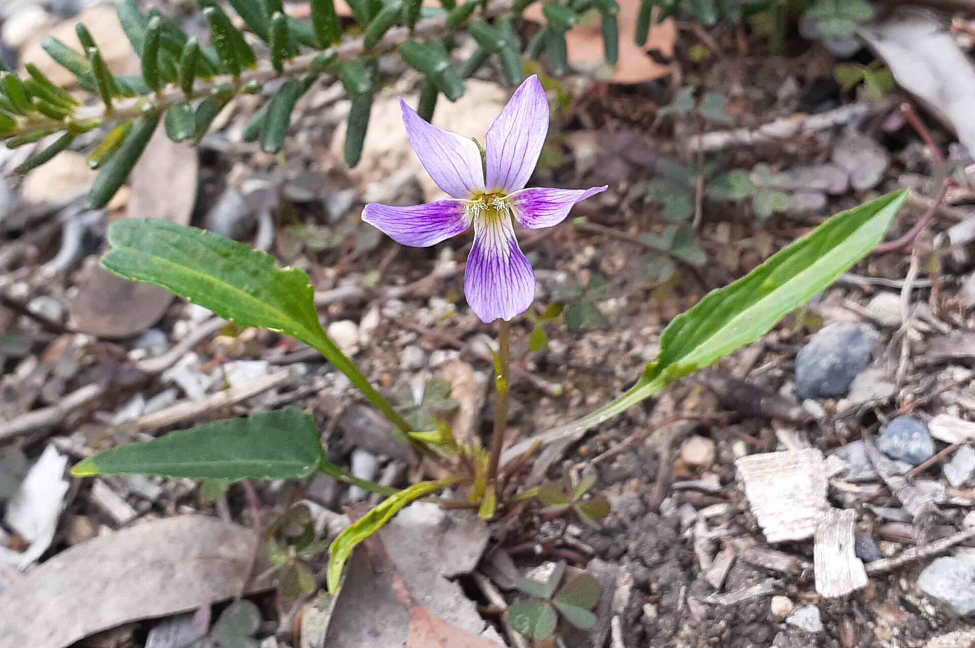 Arrow-leaved violet, Showy voilet – Australian Plants
