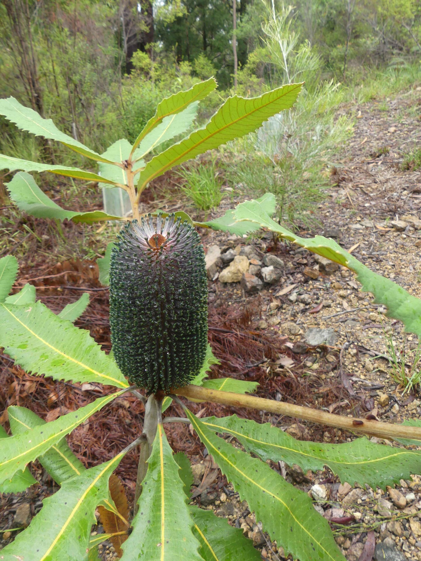 Broad leaved banksia – Australian Plants
