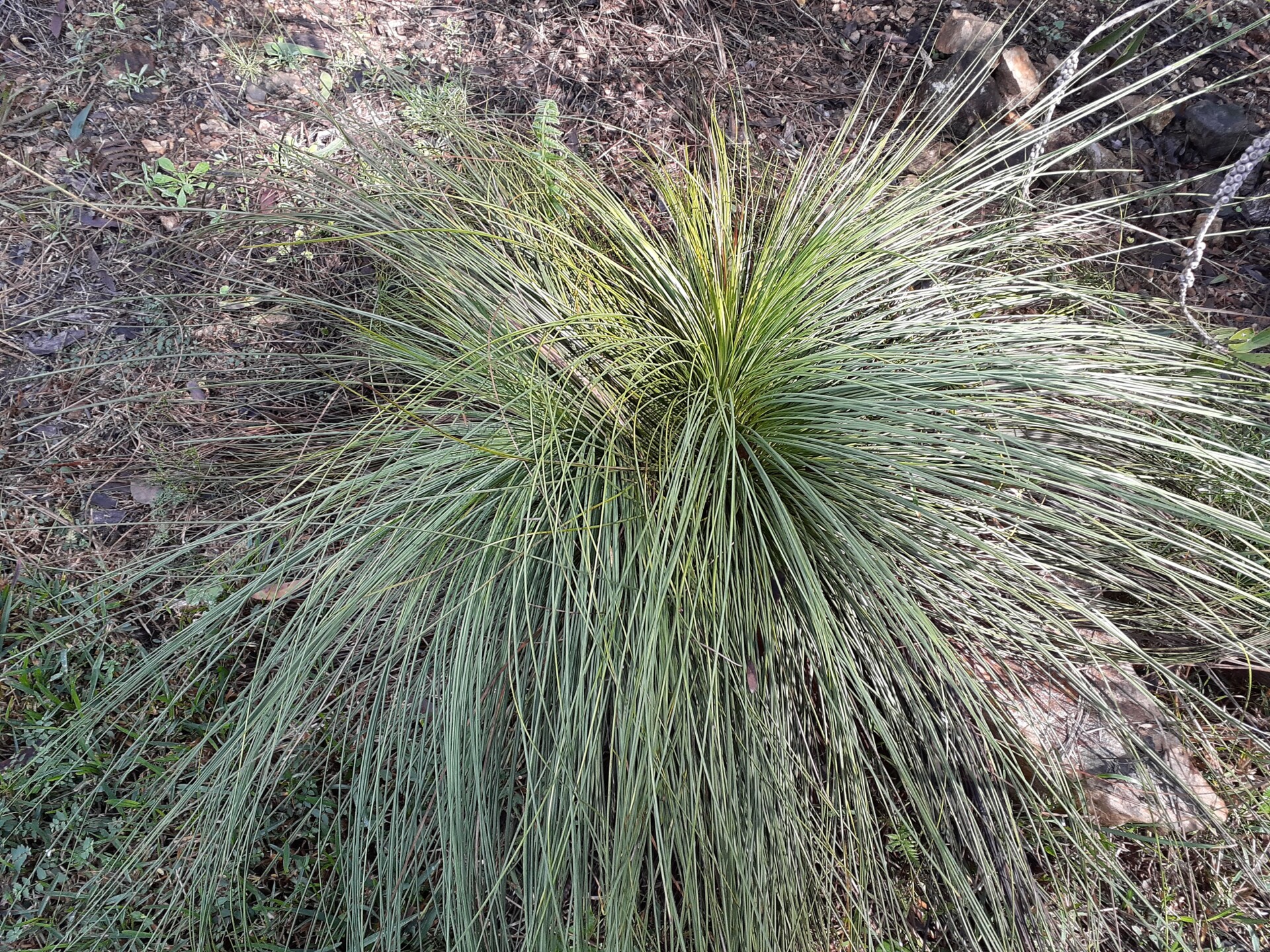 Wallum grass tree, Swamp grass tree – Australian Plants
