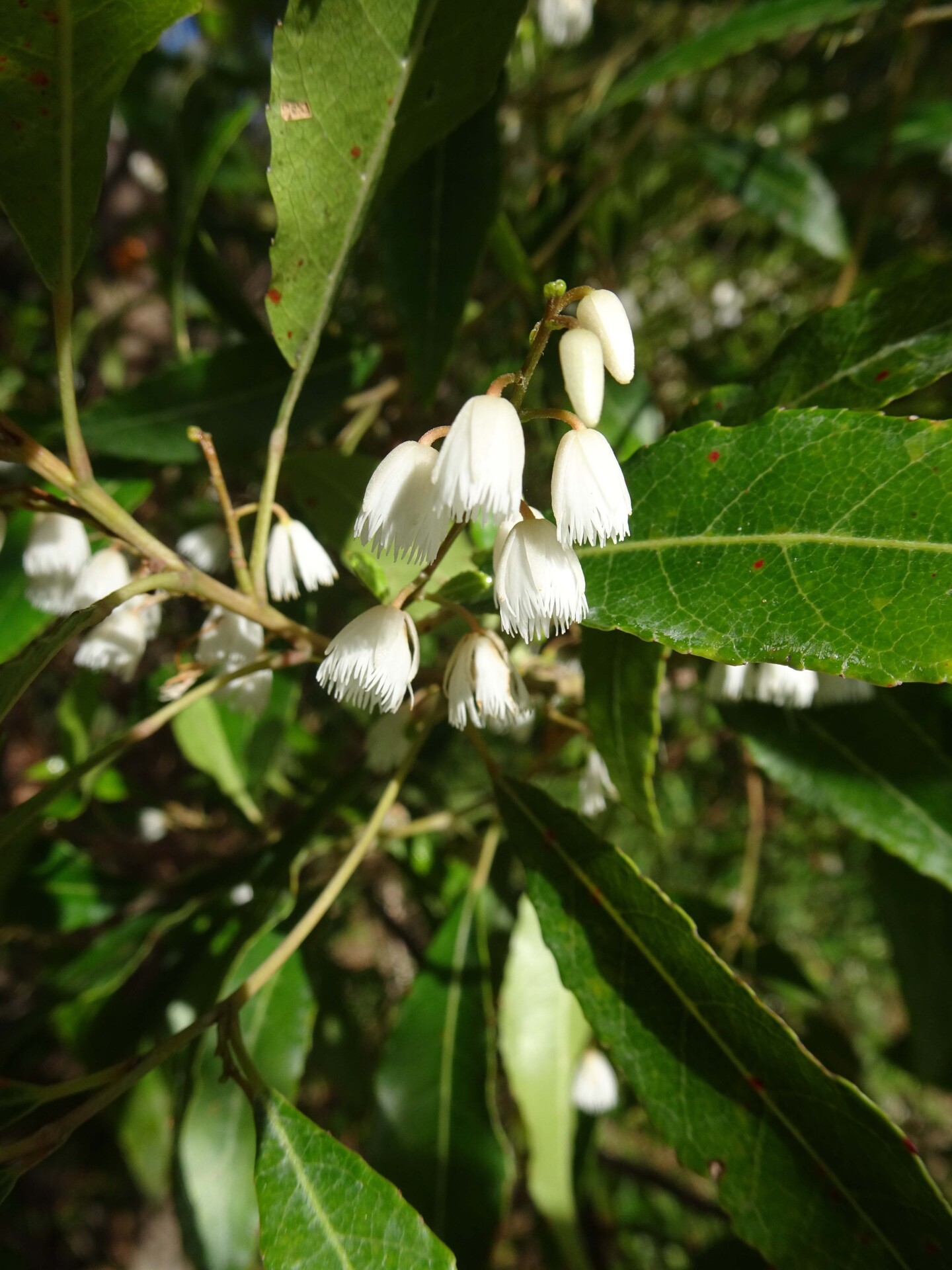 Blueberry ash – Australian Plants