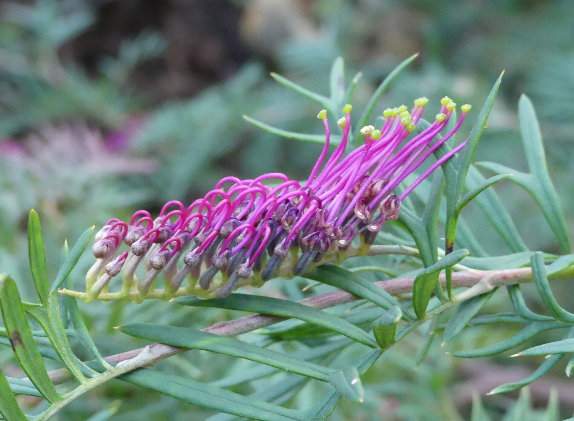 Grevillea ‘Bronze Rambler’ – Australian Plants