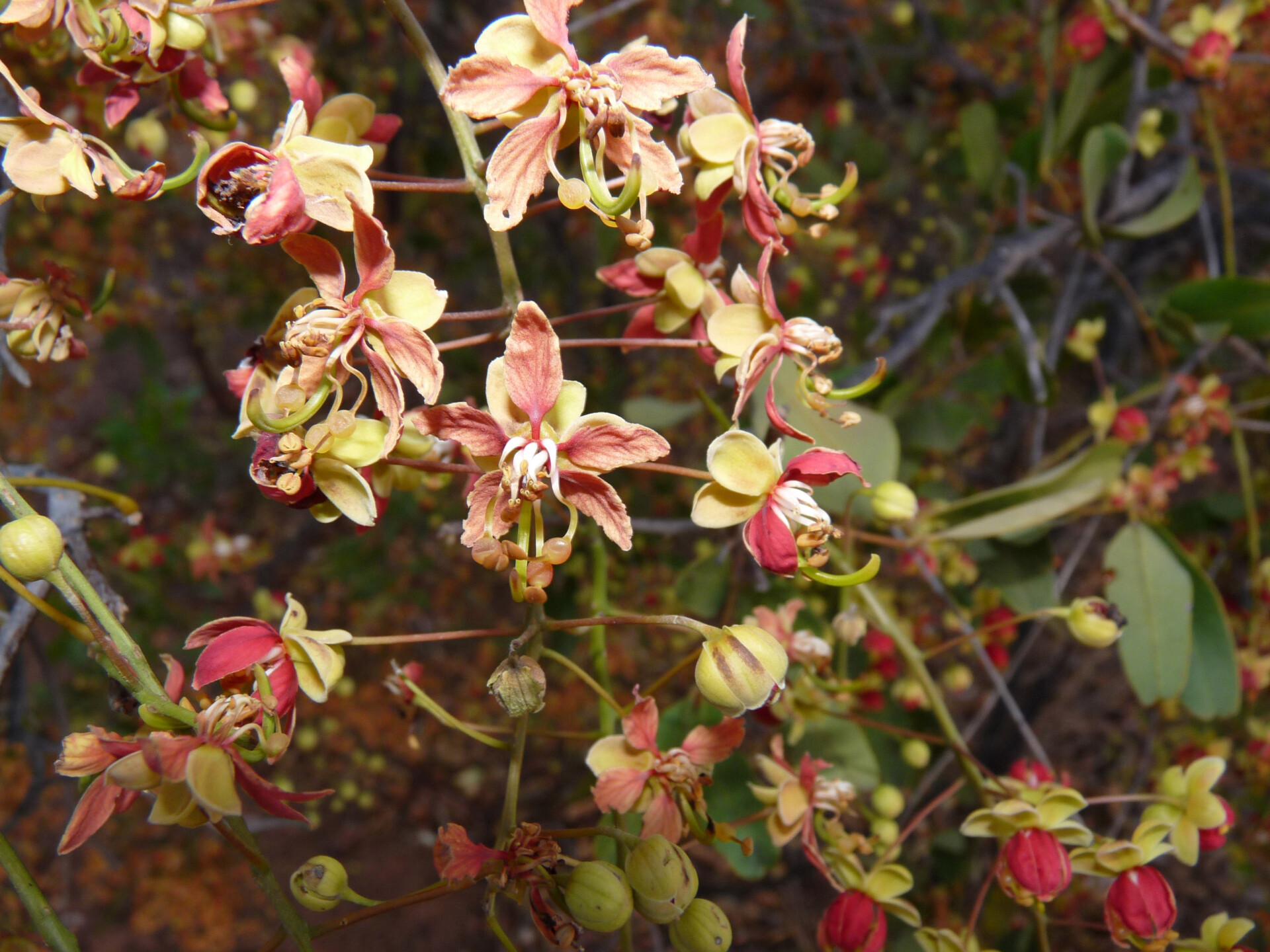 Bean tree, Brewster’s cassia, Leichhardt bean, Cassia pea, Golden ...