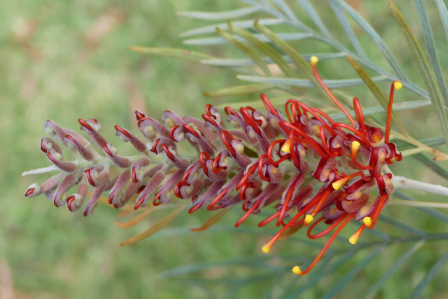 Grevillea ‘Bronze Sunset’ – Australian Plants