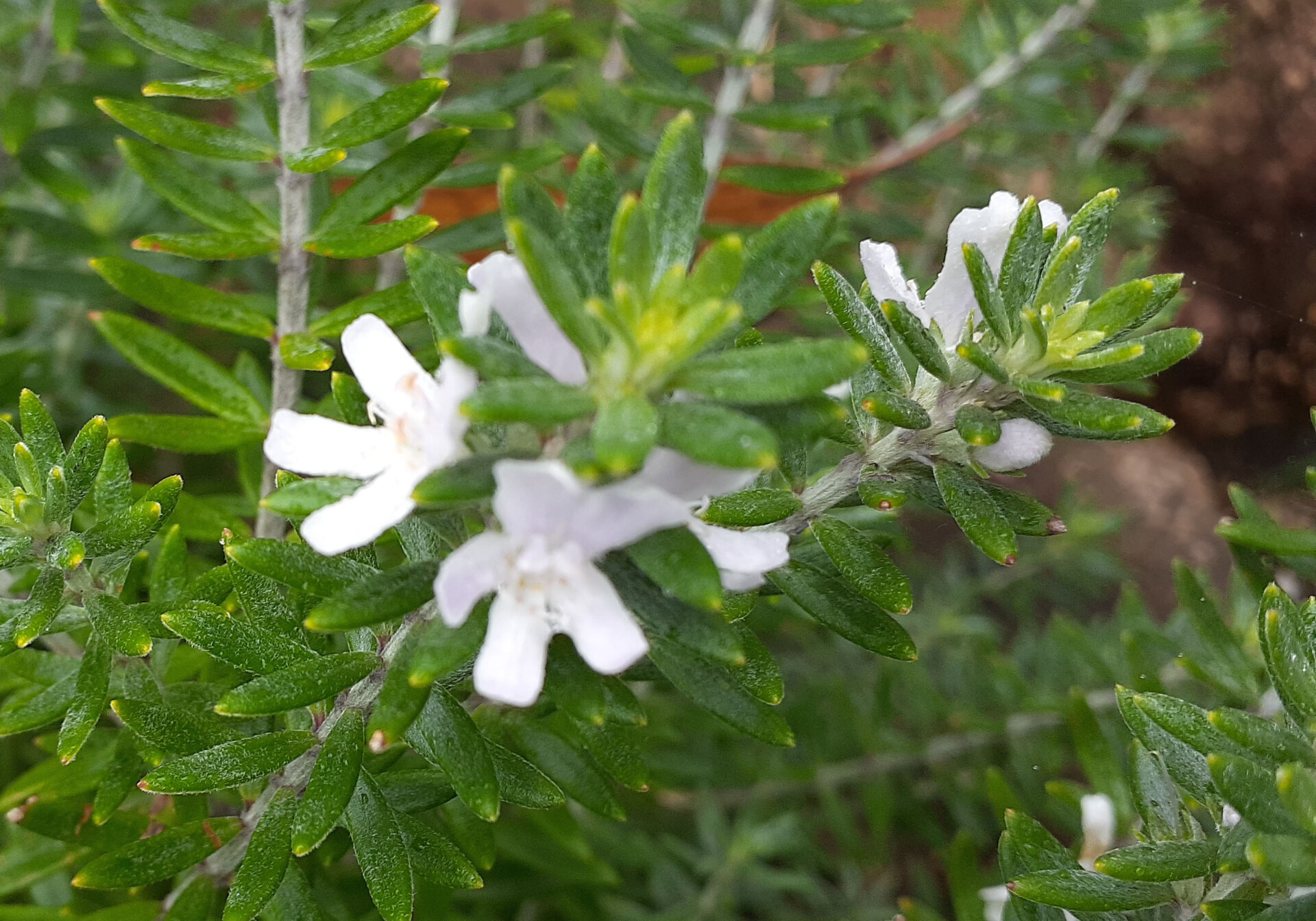 White westringa – Australian Plants