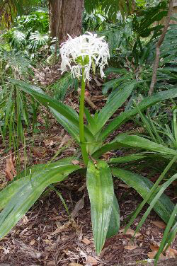 Swamp lily, River lily – Australian Plants