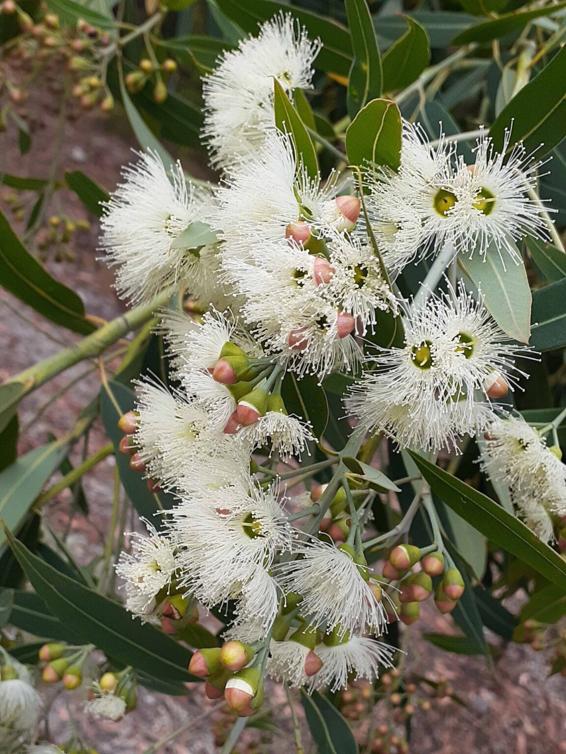 Plunkett mallee – Australian Plants
