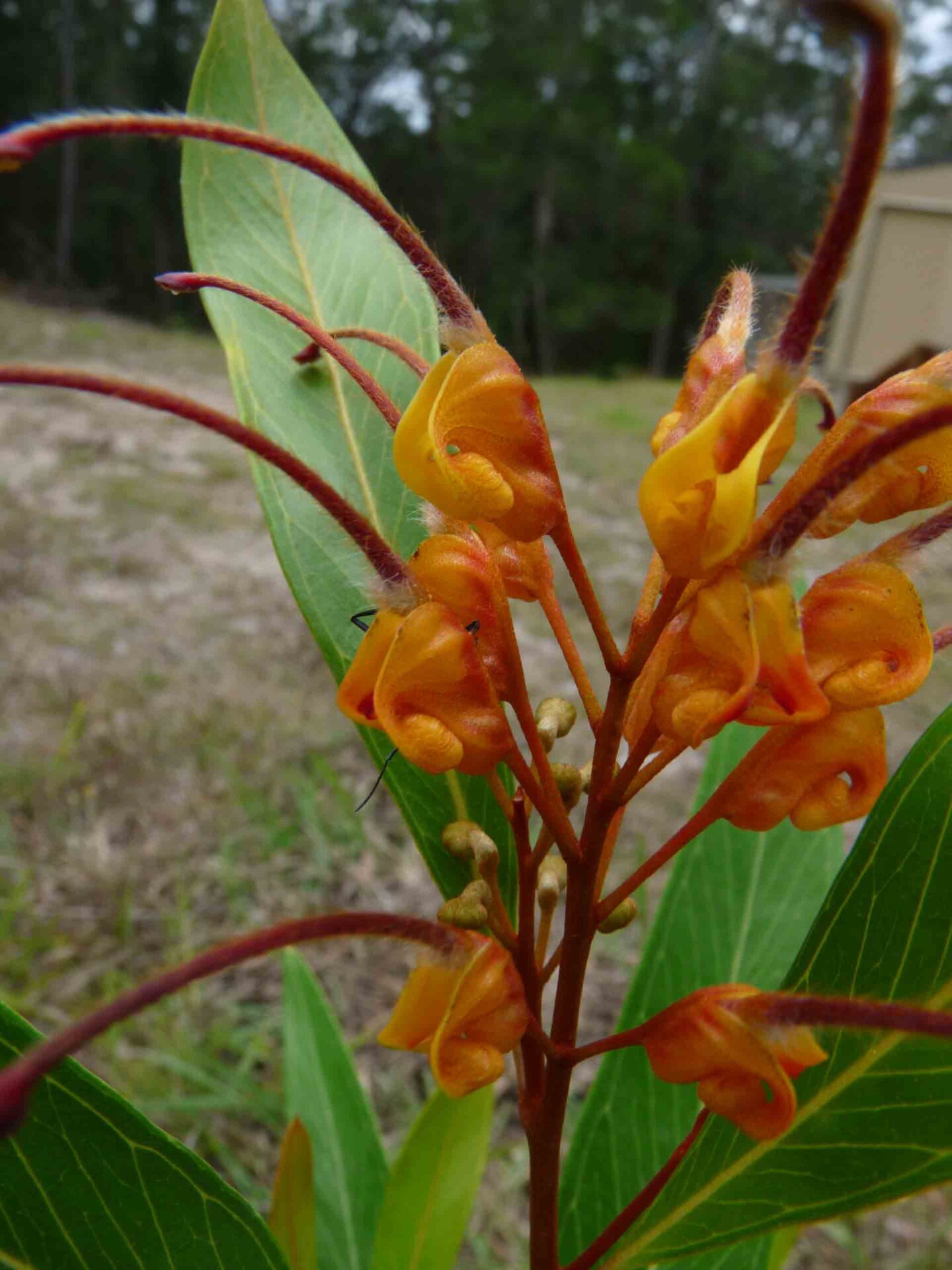 Grevillea ‘Orange Marmalade’ – Australian Plants