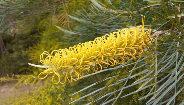 Grevillea ‘Sandra Gordon’ – Australian Plants